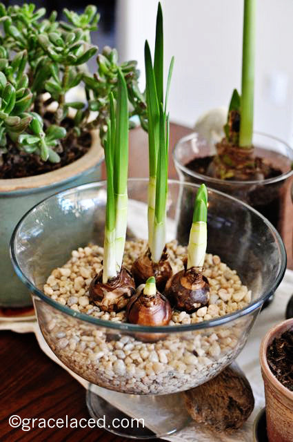 Winter Bulbs In Progress {Week 3} – GraceLaced