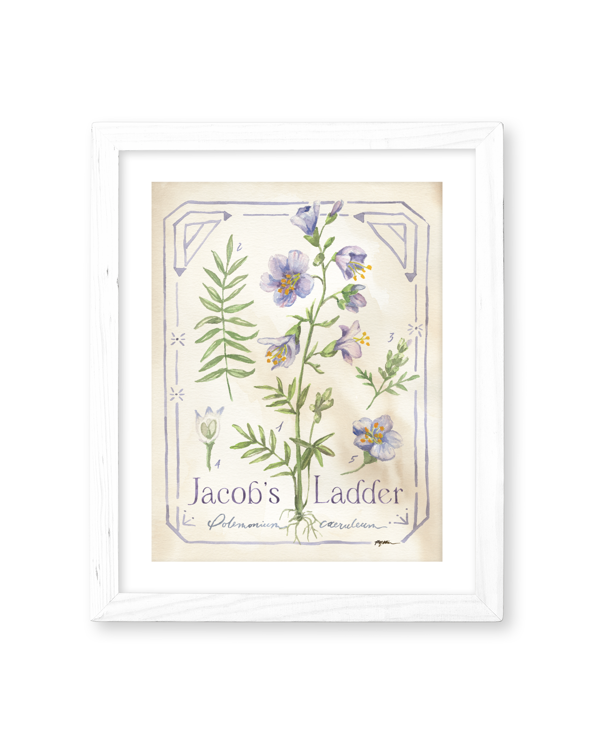 Botanical Study | Jacob's Ladder Art Print | GraceLaced