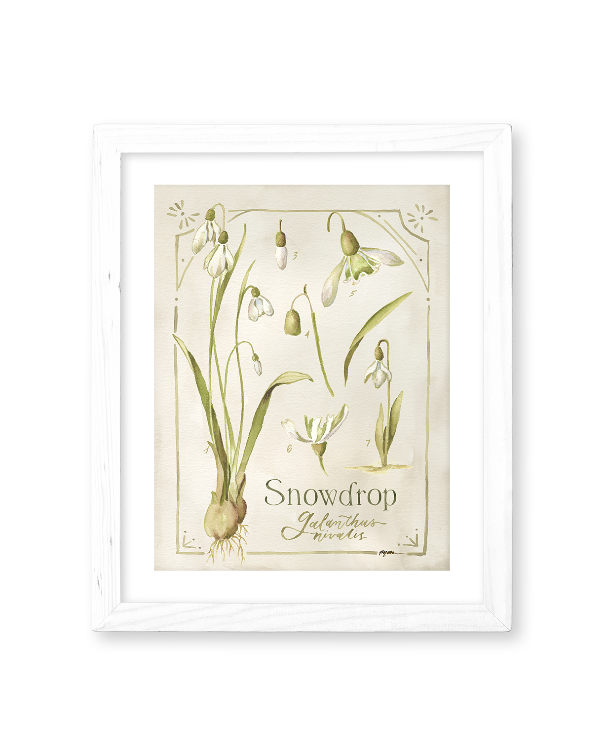 Botanical Study | Snowdrop Art Print | GraceLaced
